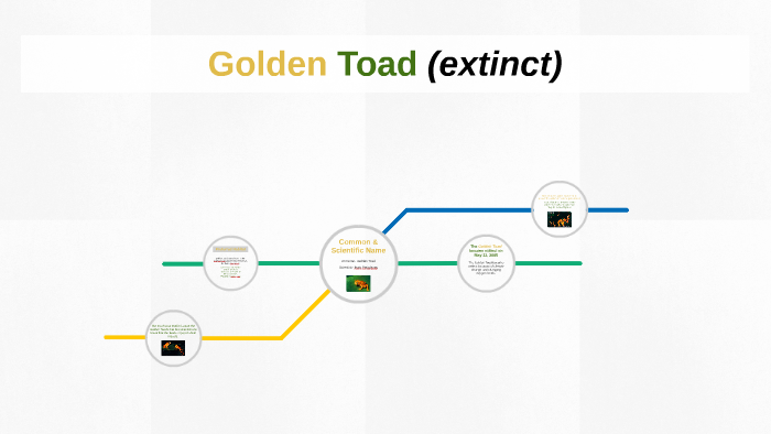 Golden Toad (extinct) by Lexi Hidalgo on Prezi