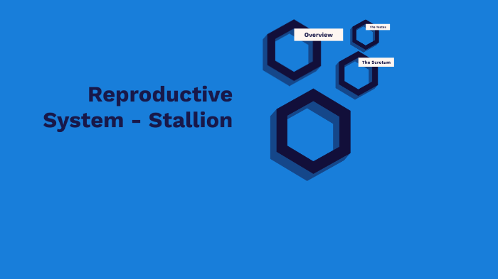 Reproductive System - Stallion by Keely Hopkins on Prezi
