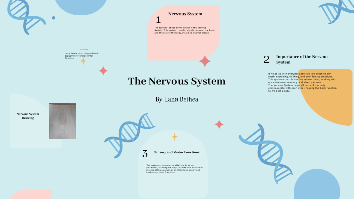 Nervous System by Azaria Lewis on Prezi