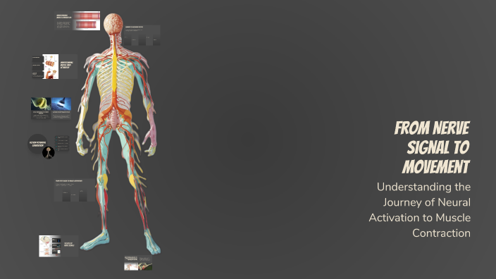 From Nerve Signal to Movement by Fatimah on Prezi