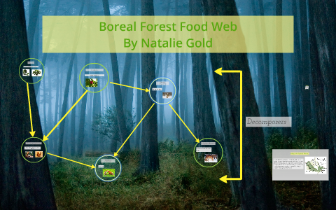 Boreal Forest Food Web by Natalie Gold on Prezi