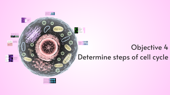 Understanding the Cell Cycle: Steps and Stages by sevt wer on Prezi