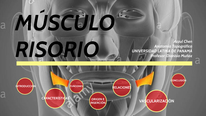Músculo Risorio by Azzul Chen on Prezi