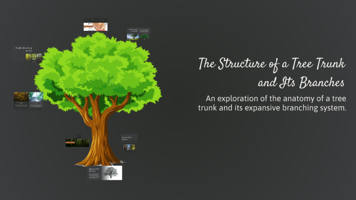 The Structure of a Tree Trunk and Its Branches by Chris Kabes on Prezi