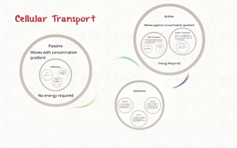 Cell Transport by Becca Gredone on Prezi