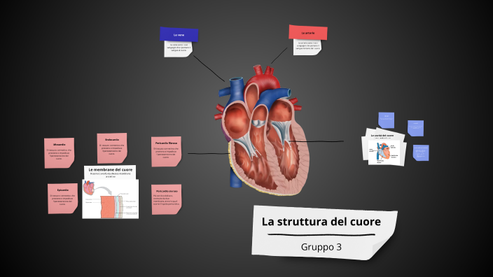 La struttura del cuore by Adriano Podio Guidugli on Prezi