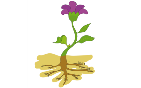 En botánica, el pétalo es un antófilo que forma parte de la by Diana ...