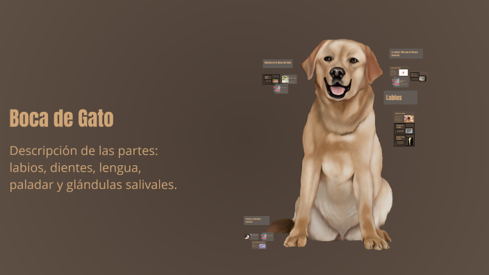 Boca de Gato by Mónica Vázquez on Prezi