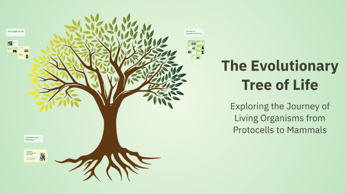 The Evolutionary Tree of Life by Jacob Orend on Prezi