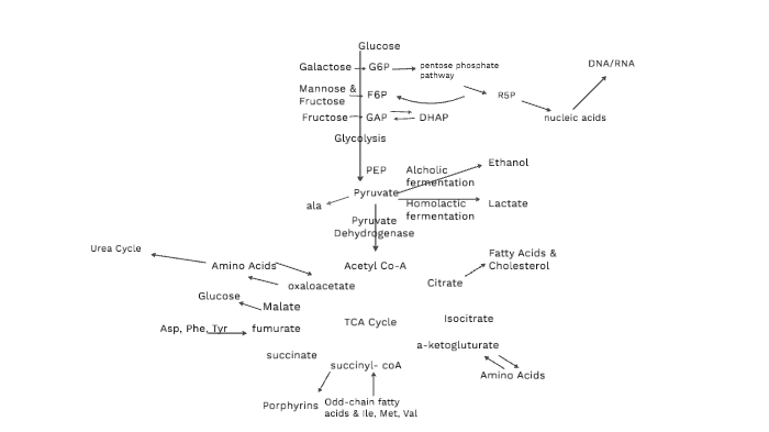 Biochemistry Mind Map by Nicole Ketter on Prezi