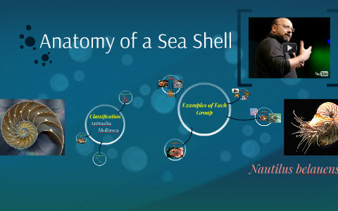 Anatomy of a Sea Shell by Adam Porth on Prezi