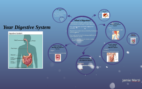 Your Digestive System by Jamie Marzi on Prezi