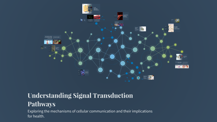 Understanding Signal Transduction Pathways by Nandhitha Krishnakumar on ...