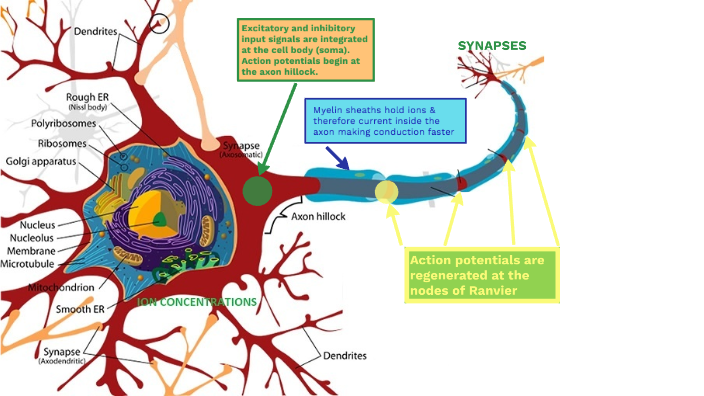 Neuron Orientation by Kaira Carstens on Prezi