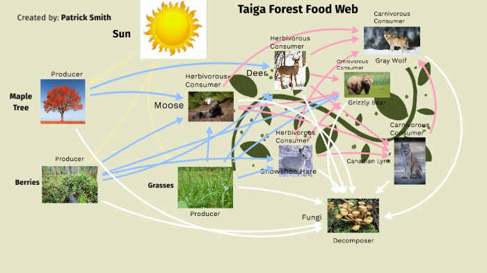 Taiga Forest Food Web by Patrick Smith on Prezi