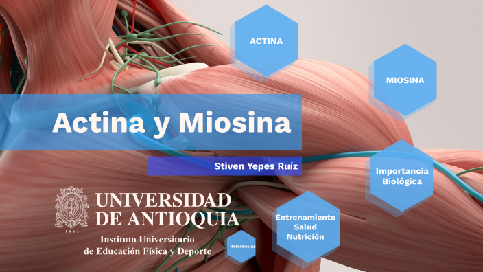 Actina Y Miosina by Stiven Yepes Ruíz on Prezi