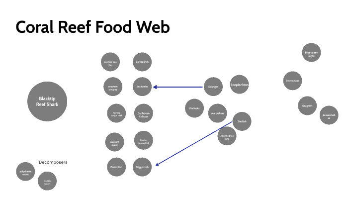 Coral reef food web by Anna Cardon on Prezi