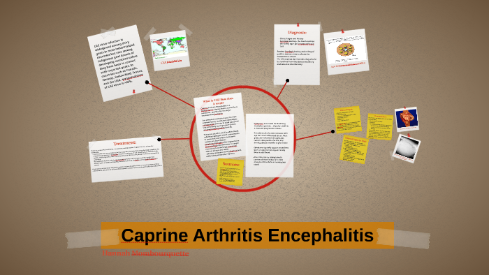 Caprine Arthritis Encephalitis by Hannah Mombourquette on Prezi