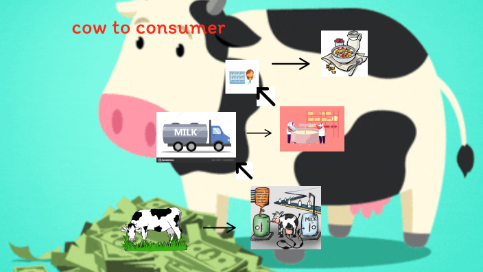 cow to consumer imran flowchart by imran zeidan on Prezi