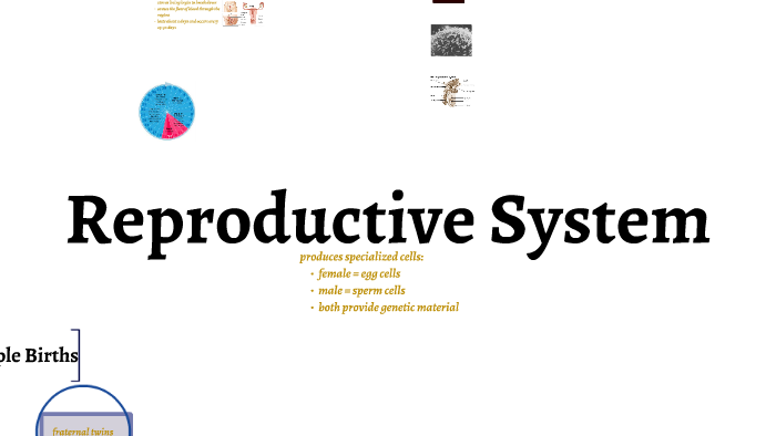 The Reproductive System - 7th Grade by Han Nguyen on Prezi