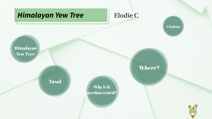 Himalayan Yew Tree by Elodie Curran on Prezi