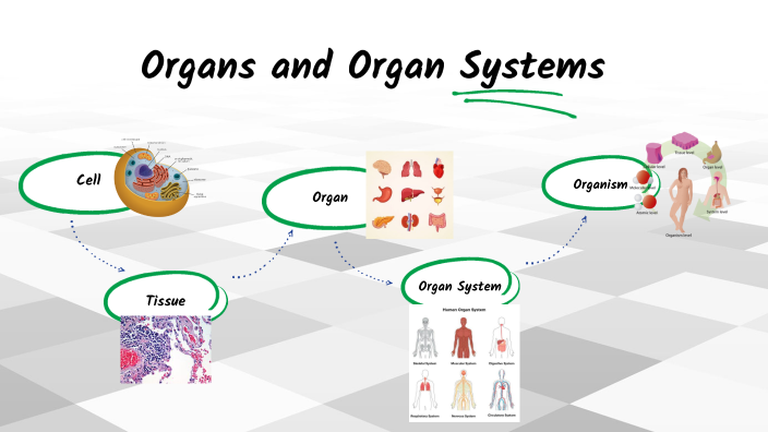 Organs and Organ Systems by M Prince on Prezi