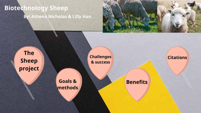 Sheep bio engineering (Meat) by Athena Nicholas on Prezi