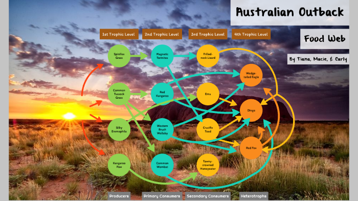 Australian Outback Food Web by Carly Blackmore on Prezi