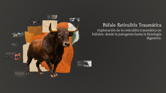 Búfalo Reticulitis Traumática by Arktazz on Prezi