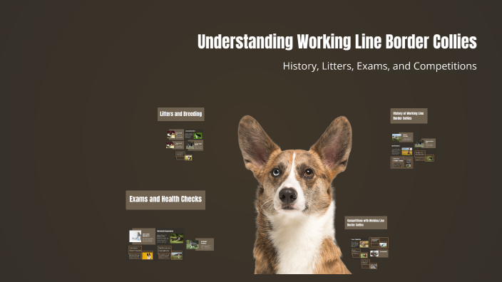 Understanding Working Line Border Collies by Nikola Štipčáková on Prezi