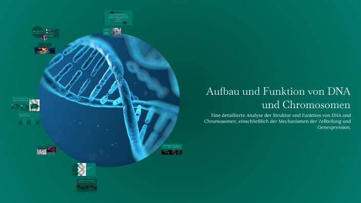 Aufbau und Funktion von DNA und Chromosomen by Friederike M on Prezi