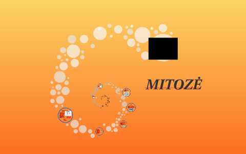 Mitozė by Bio Bio on Prezi