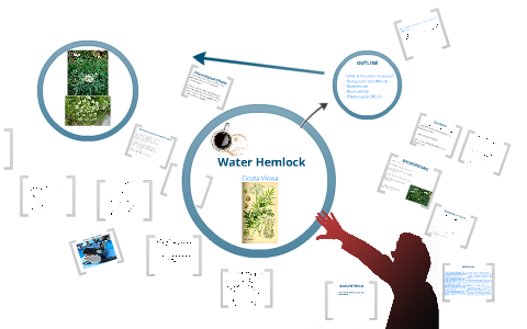 Water Hemlock (Cicuta Spp.) and Cicutoxin by Josh Halpern