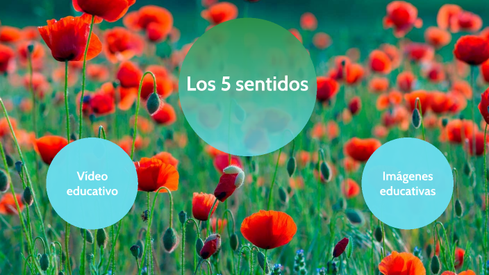 Mapa Conceptual: LOS 5 SENTIDOS by Anahí Alvarez Guerner on Prezi