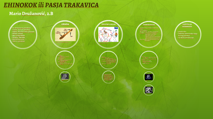 EHINOKOK ili PASJA TRAKAVICA by Mario Družanović