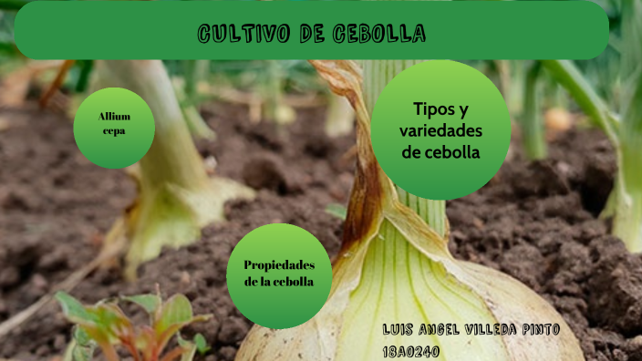 CULTIVO DE CEBOLLA by Luis Angel V'Pinto on Prezi