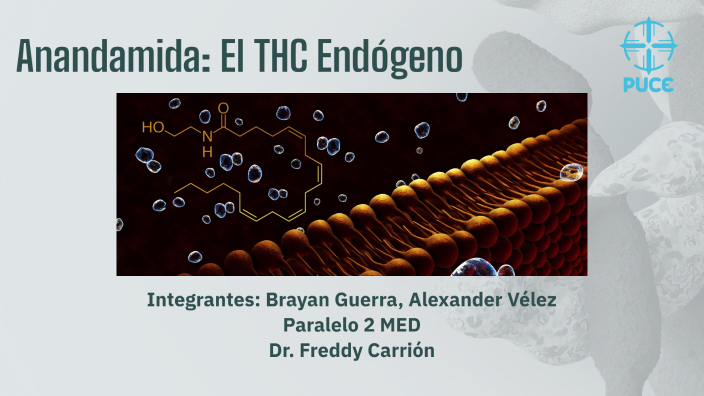 Anandamida: El “THC Endógeno” del Cerebro Humano by Alex Velez on Prezi