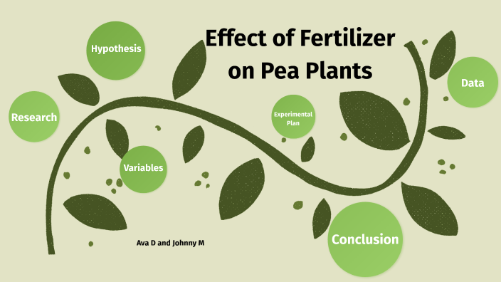 Pea Plant Experiment by Ava Dobrowolski on Prezi