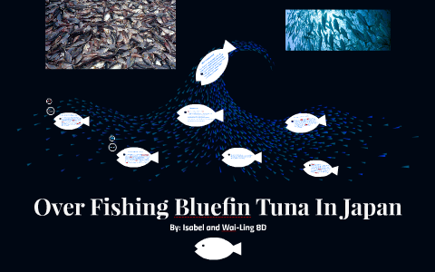 Over Fishing Bluefin Tuna In Japan by Wai :) on Prezi