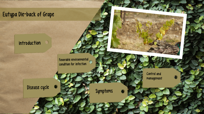 Eutypa Dieback of Grape by Khaled F Zakak on Prezi