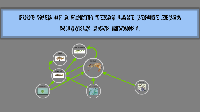 Food Web of a North Texas Lake by Roy Nitzan on Prezi