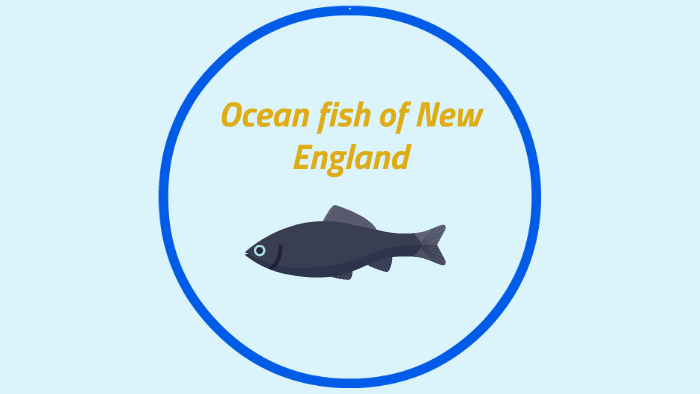 Ocean fish of New England by emily schmieder