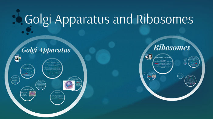 Golgi Apparatus and Ribosomes by Muriel Hanback on Prezi