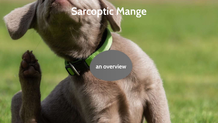 Sarcoptic Mange by Pupfluff uwu on Prezi