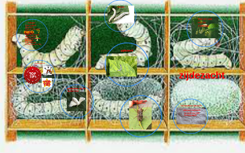 zijderups by on Prezi