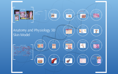 Anatomy and Physiology 3D Skin Model by Kaitlin Forsythe on Prezi