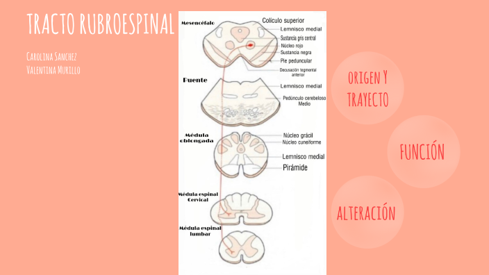 Tracto rubro espinal by Valentina Murillo Pelaez on Prezi