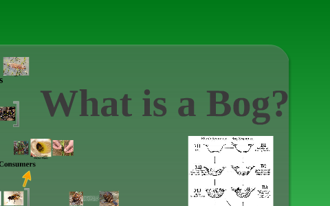 Bog Food Web by Esther VanGorder on Prezi