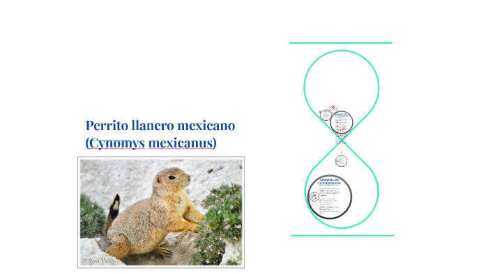 Perrito llanero mexicano (Cynomys mexicanus) by Vicky Sáchez on Prezi