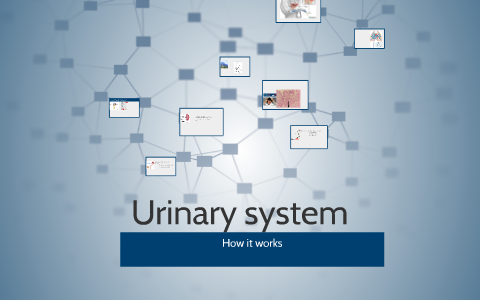 Urinary system by justin macphail on Prezi